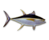 Yellowfin Tuna Large Lapel Pin | LPFISH2